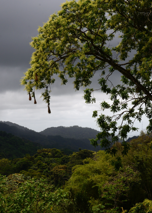 What We Do - Asa Wright Nature Centre